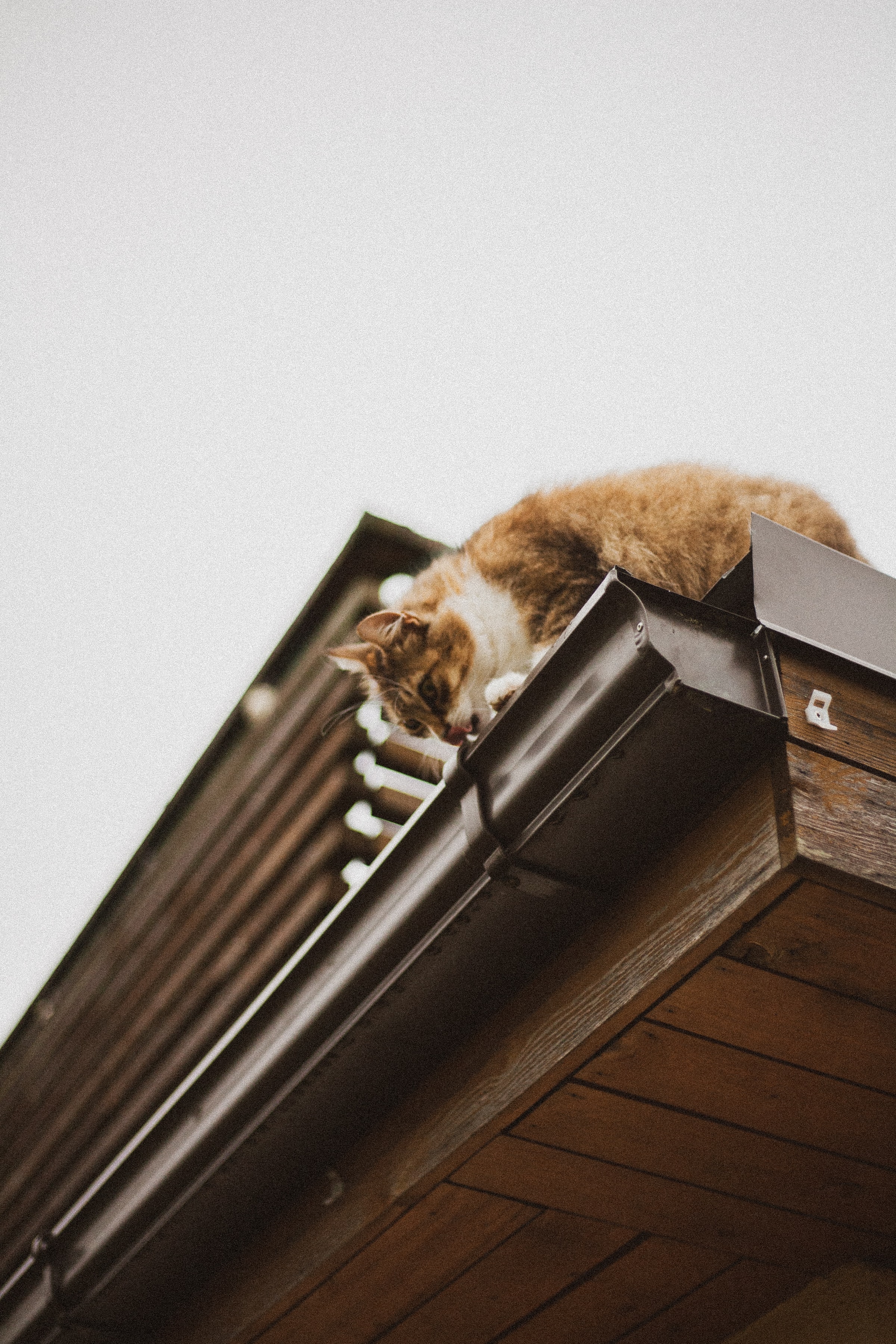 Fascia and Soffit Rot Repair | Chimneys Plus Gutters